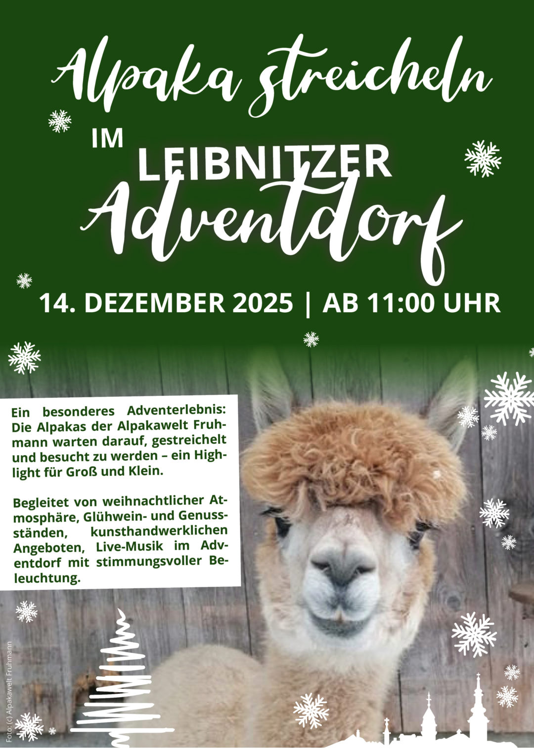 Alpaka streicheln im Leibnitzer Adventdorf - Newsroom der Stadt Leibnitz